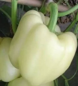 Dyrke Paprika - 5 Gode Dyrketips