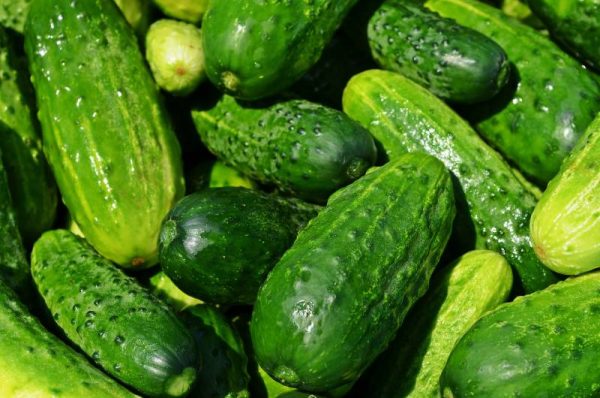 Dyrke Agurk - Fra Frø til Frukt