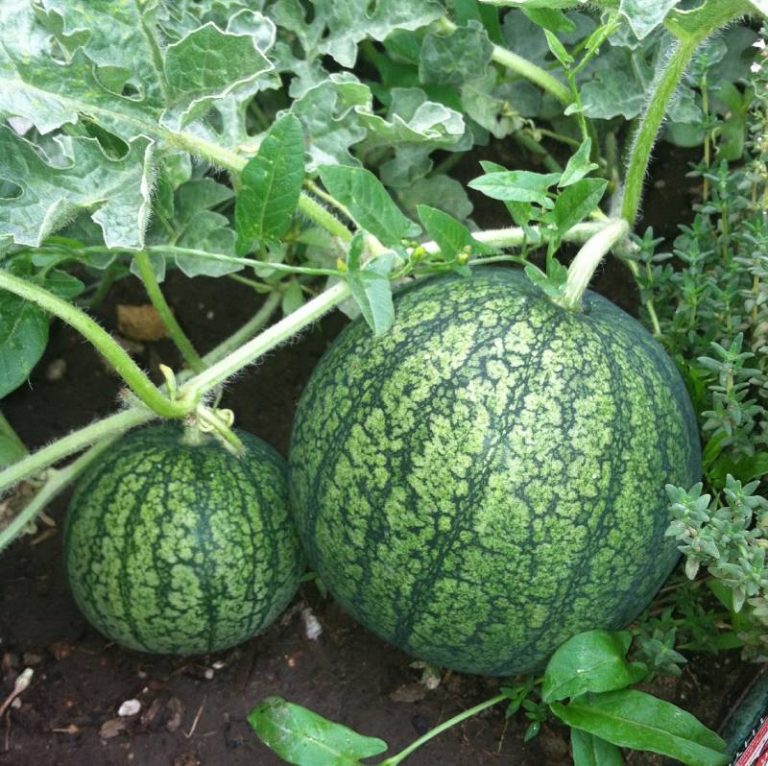 Dyrke Melon