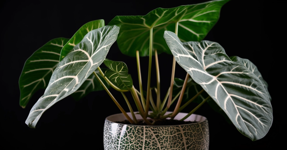 Alocasia - 6 Råd Om Stell Og Hvordan Man Lykkes